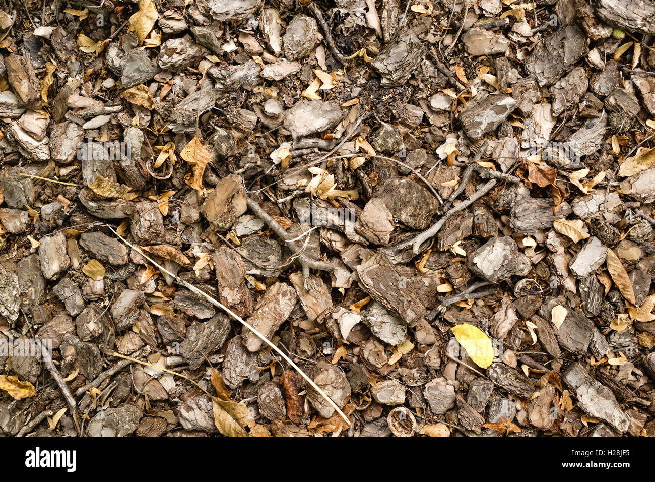 Bark mulch texture hi-res stock photography and images - Alamy