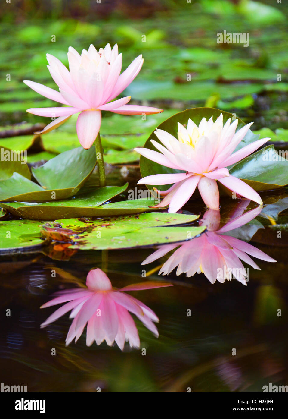 Water lily reflection Stock Photo - Alamy
