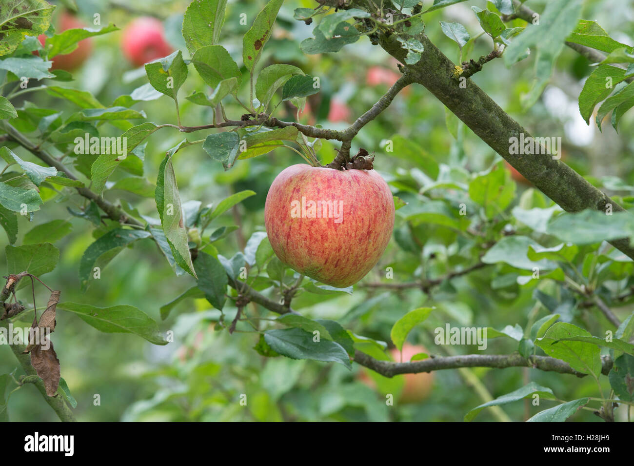 Malus domestica. Apple 'Charles ross' on the tree Stock Photo - Alamy