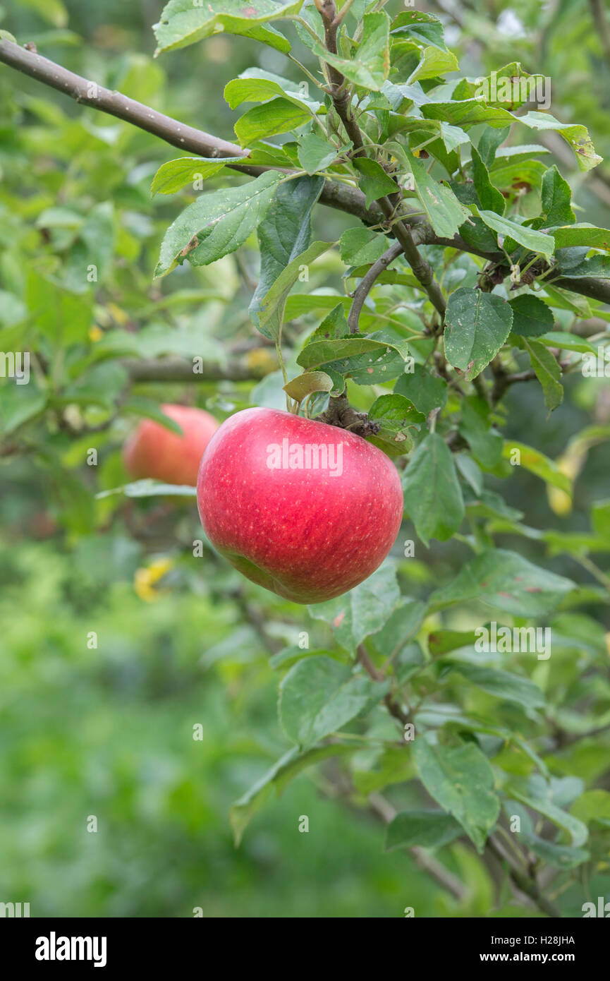 Malus domestica. Apple 'Charles ross' on the tree Stock Photo - Alamy