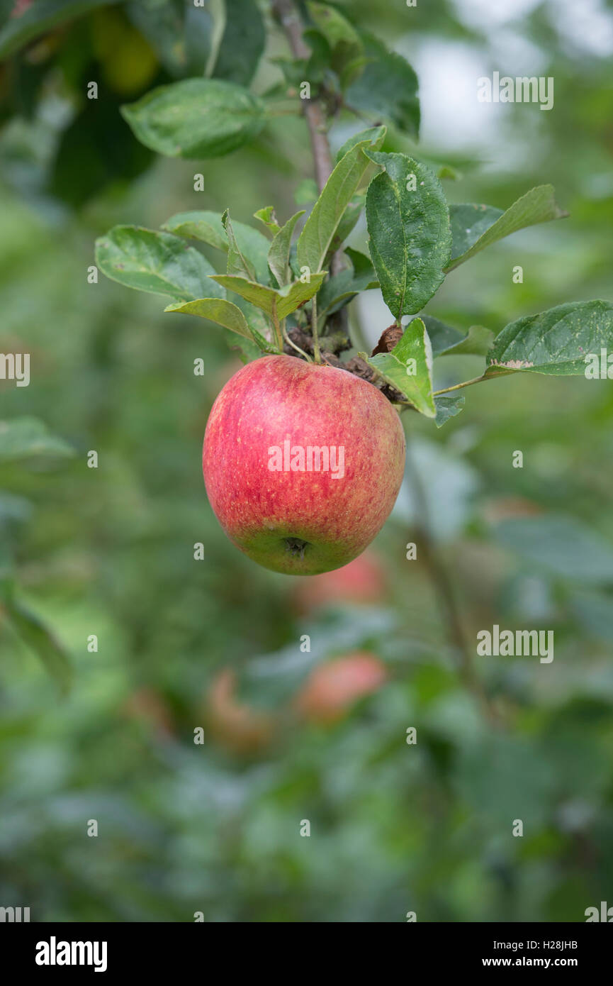 Malus domestica. Apple 'Charles ross' on the tree Stock Photo - Alamy