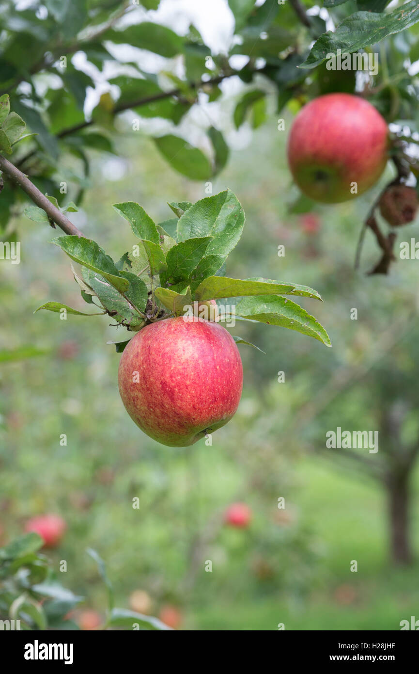 Malus domestica. Apple 'Charles ross' on the tree Stock Photo - Alamy