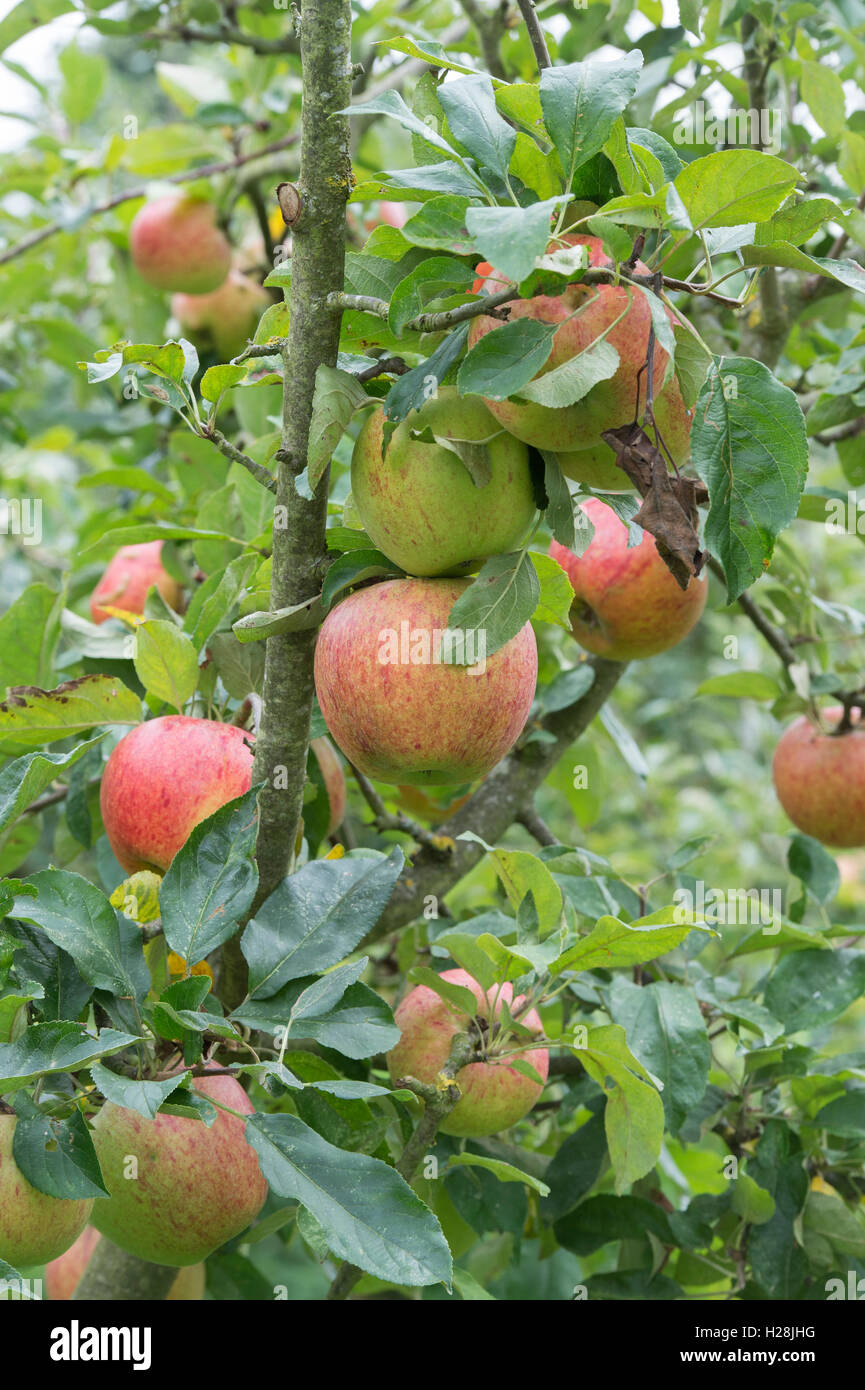 Malus domestica. Apple 'Charles ross' on the tree Stock Photo - Alamy
