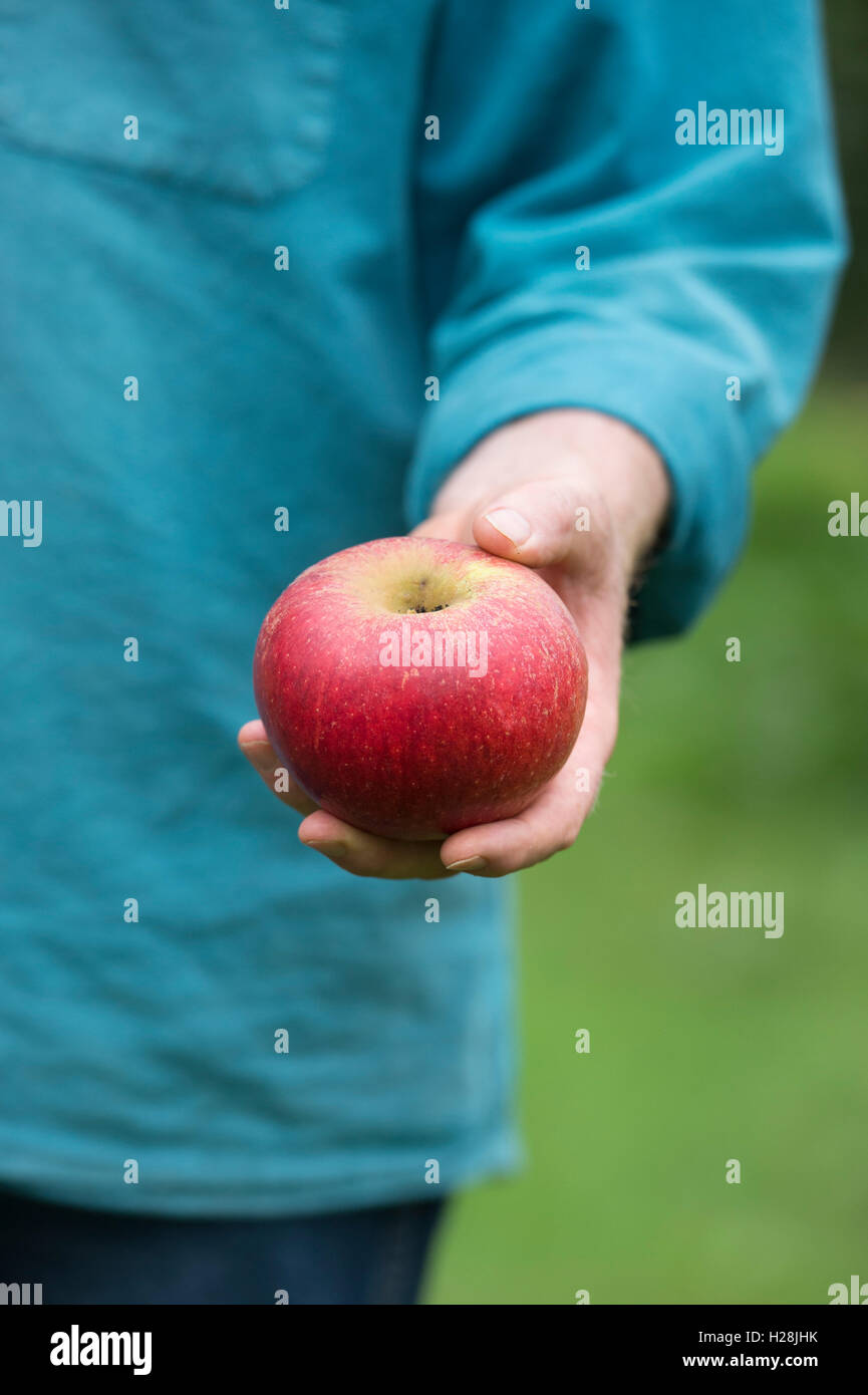 Apple charles ross hi-res stock photography and images - Alamy