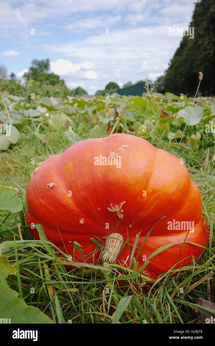 Giant pumpkin in pumpkin patch ready for harvest Stock Photo - Alamy