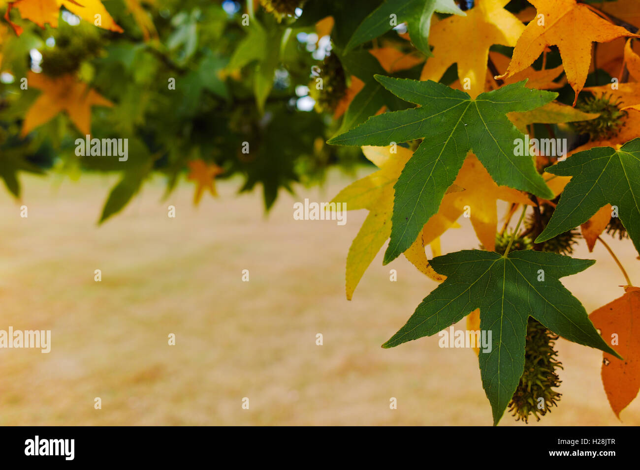 Autumn colors - yellow japanese maple tree leafs (Acer palmatum) and ...