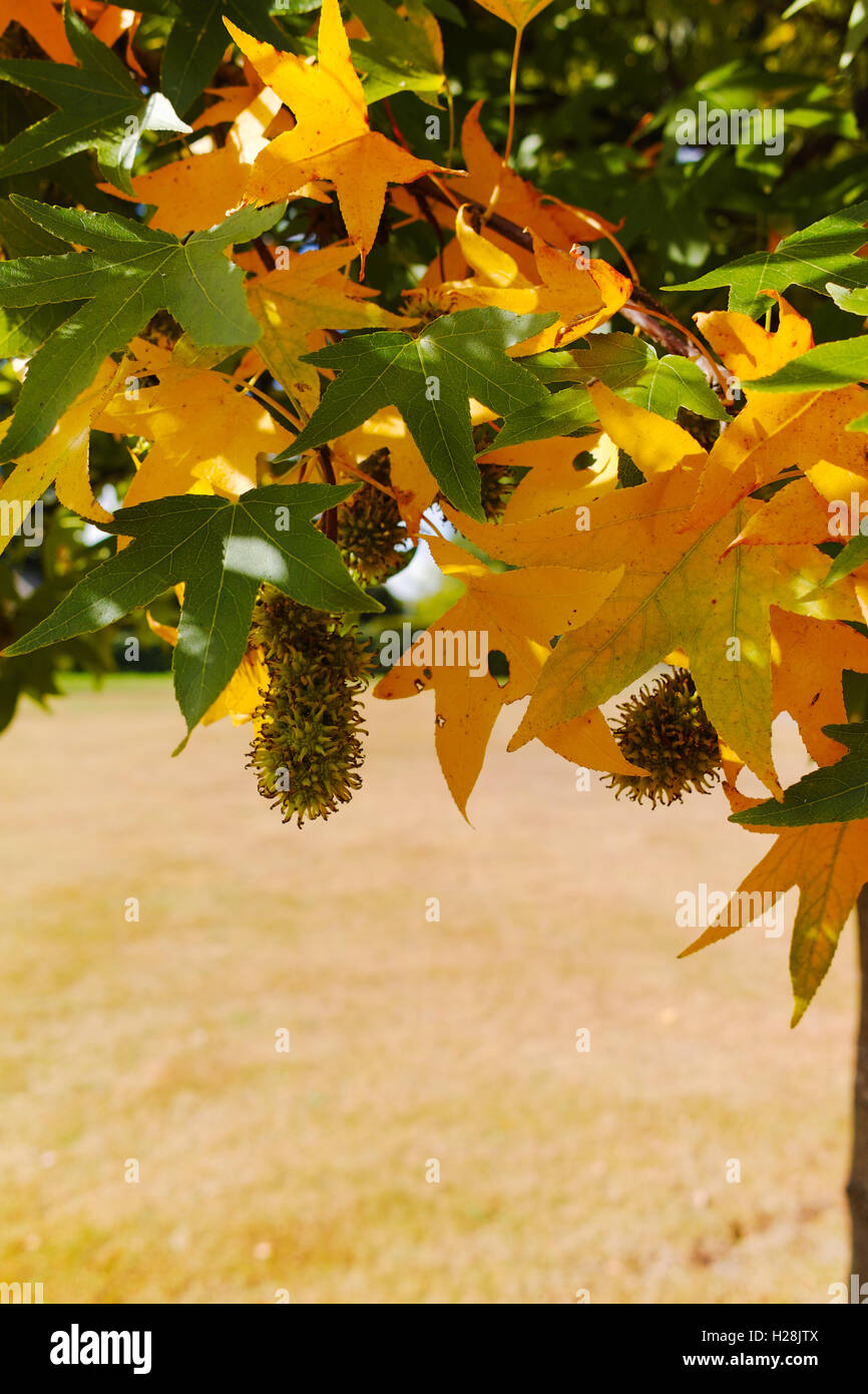 Autumn colors - yellow Japanese maple tree leafs (Acer palmatum) and ...