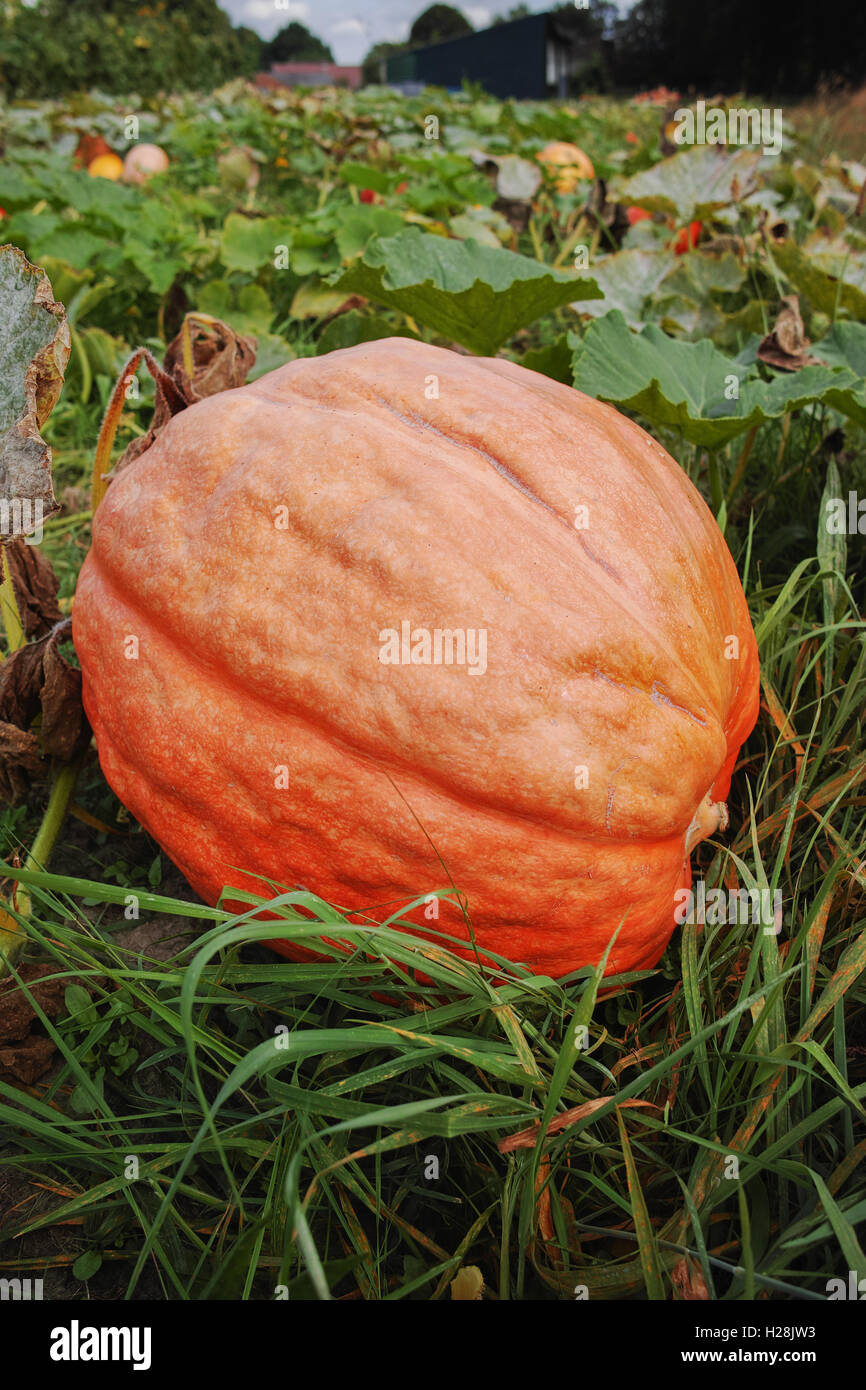 Giant pumpkin in pumpkin patch ready for harvest Stock Photo - Alamy