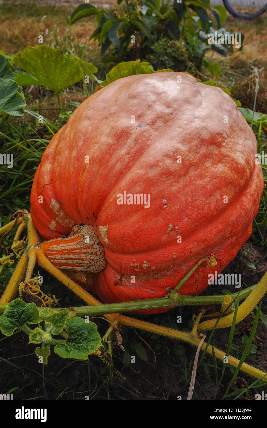 Giant pumpkin in pumpkin patch ready for harvest Stock Photo - Alamy