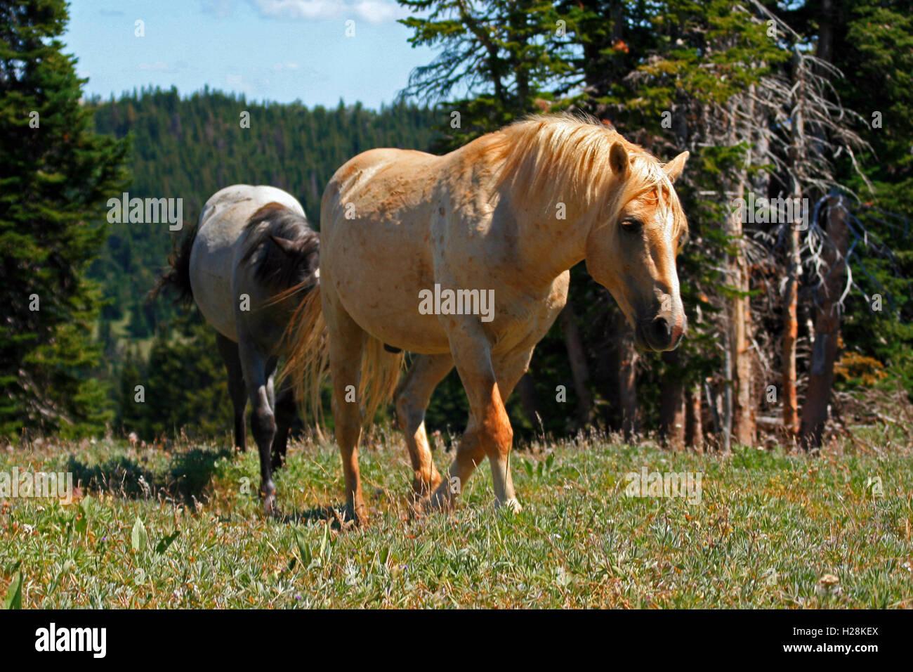 Wild Horse Mustang Palomino Stud Stallion with Blue Roan behind in the ...