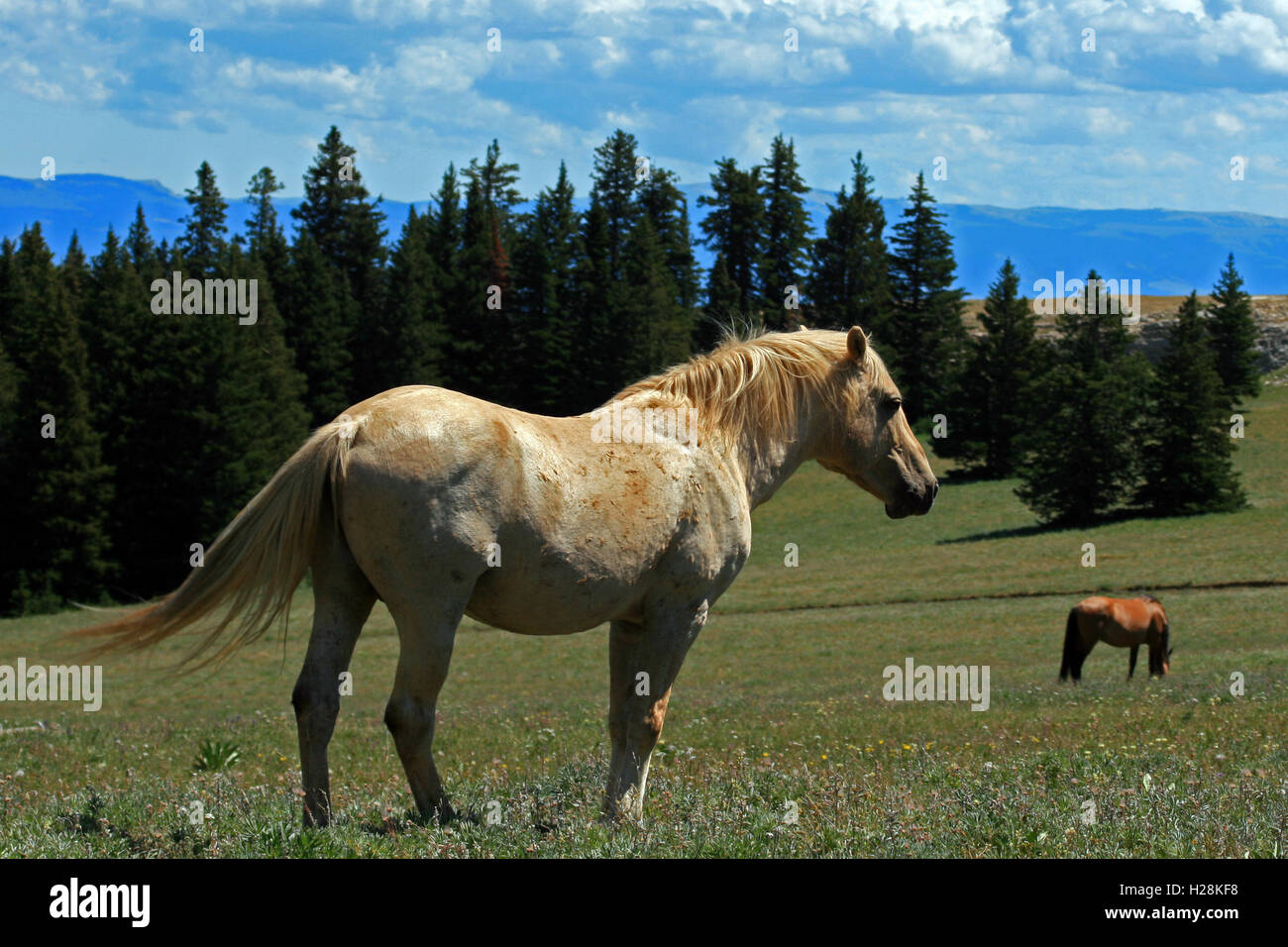 Palomino golden mane hi-res stock photography and images - Alamy