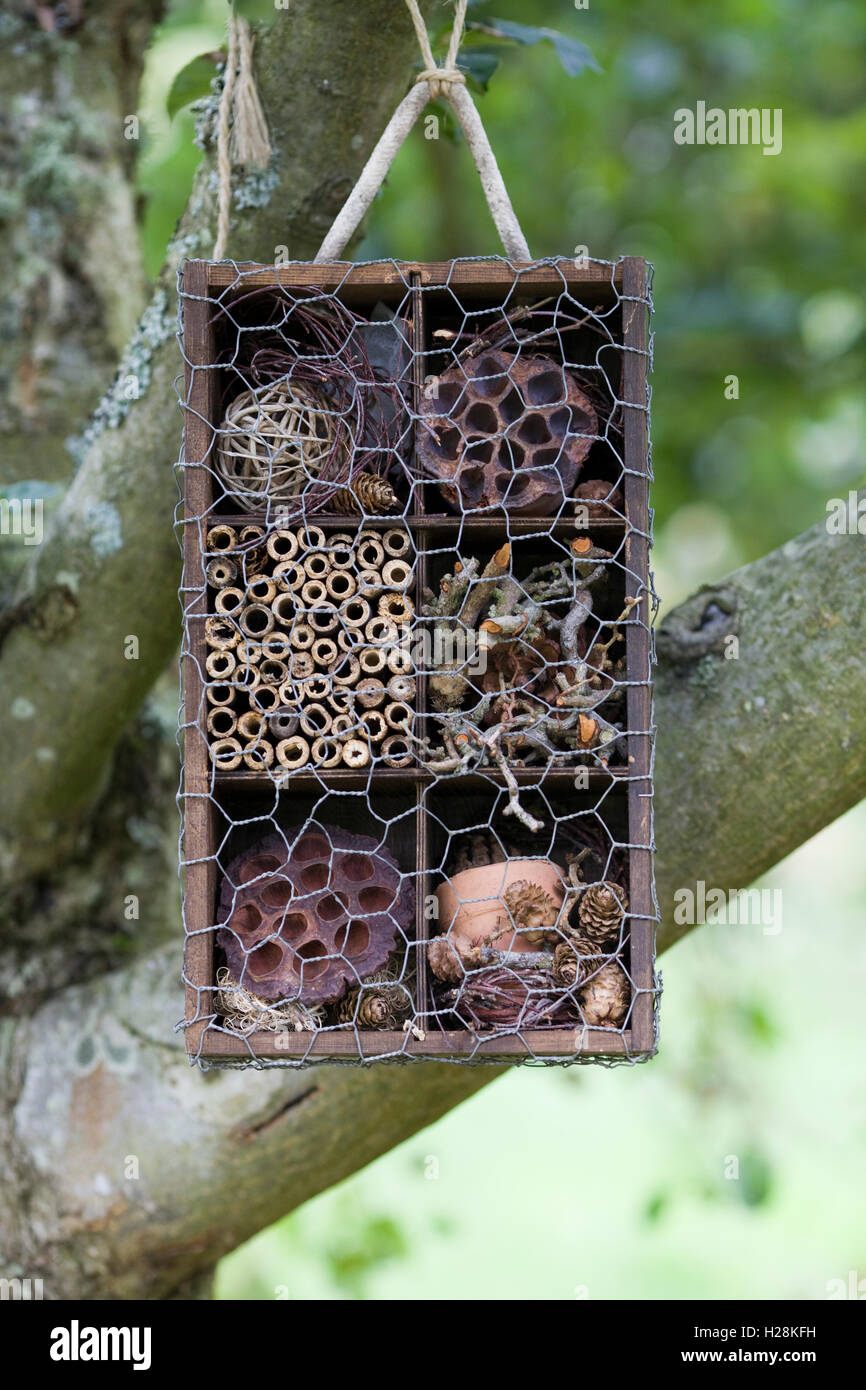 Pine cone bug hi-res stock photography and images - Alamy