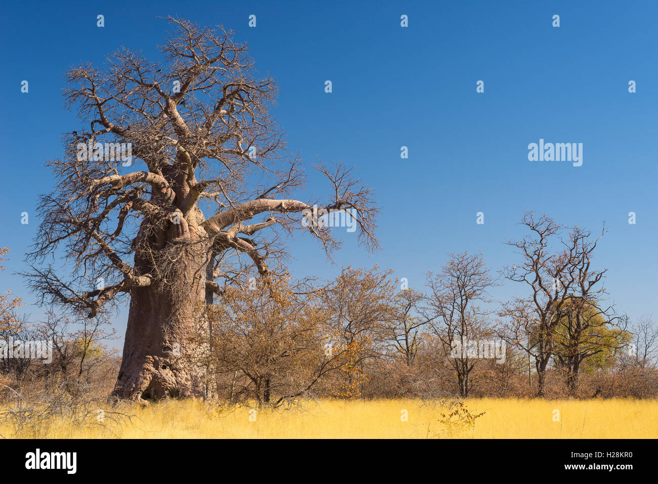 Huge Baobab plant in the african savannah with clear blue sky. Botswana ...