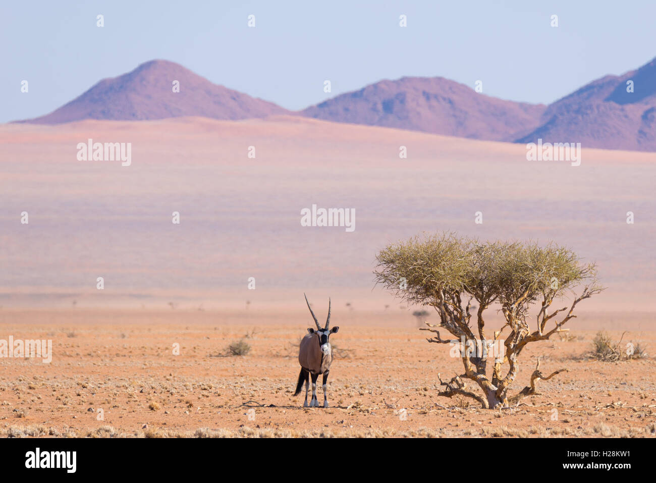 Oryx resting under shadow of Acacia tree in the colorful Namib desert ...