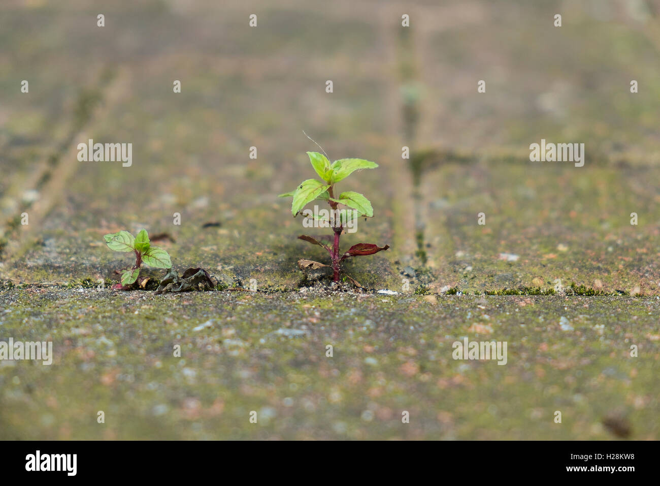 Small plant growing between bricks in paved yard Stock Photo - Alamy