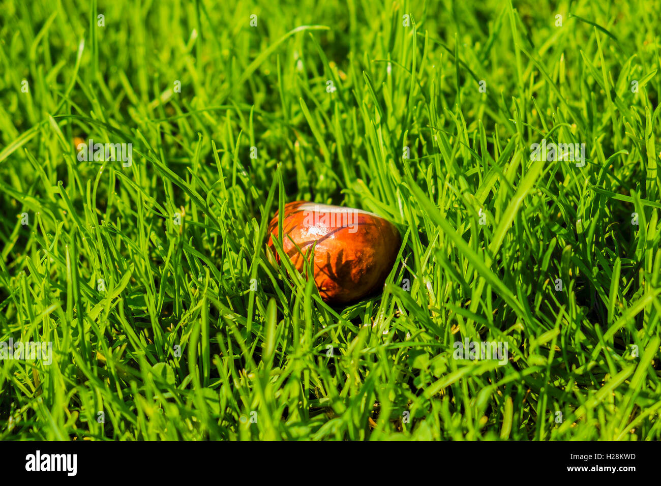 horse chestnut seed lying in green grass Stock Photo - Alamy