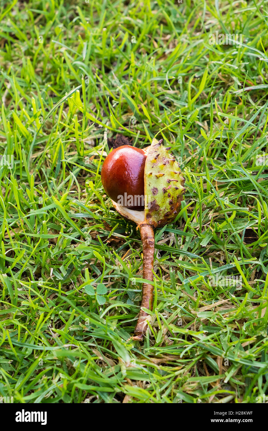 horse chestnut seed lying in green grass Stock Photo - Alamy