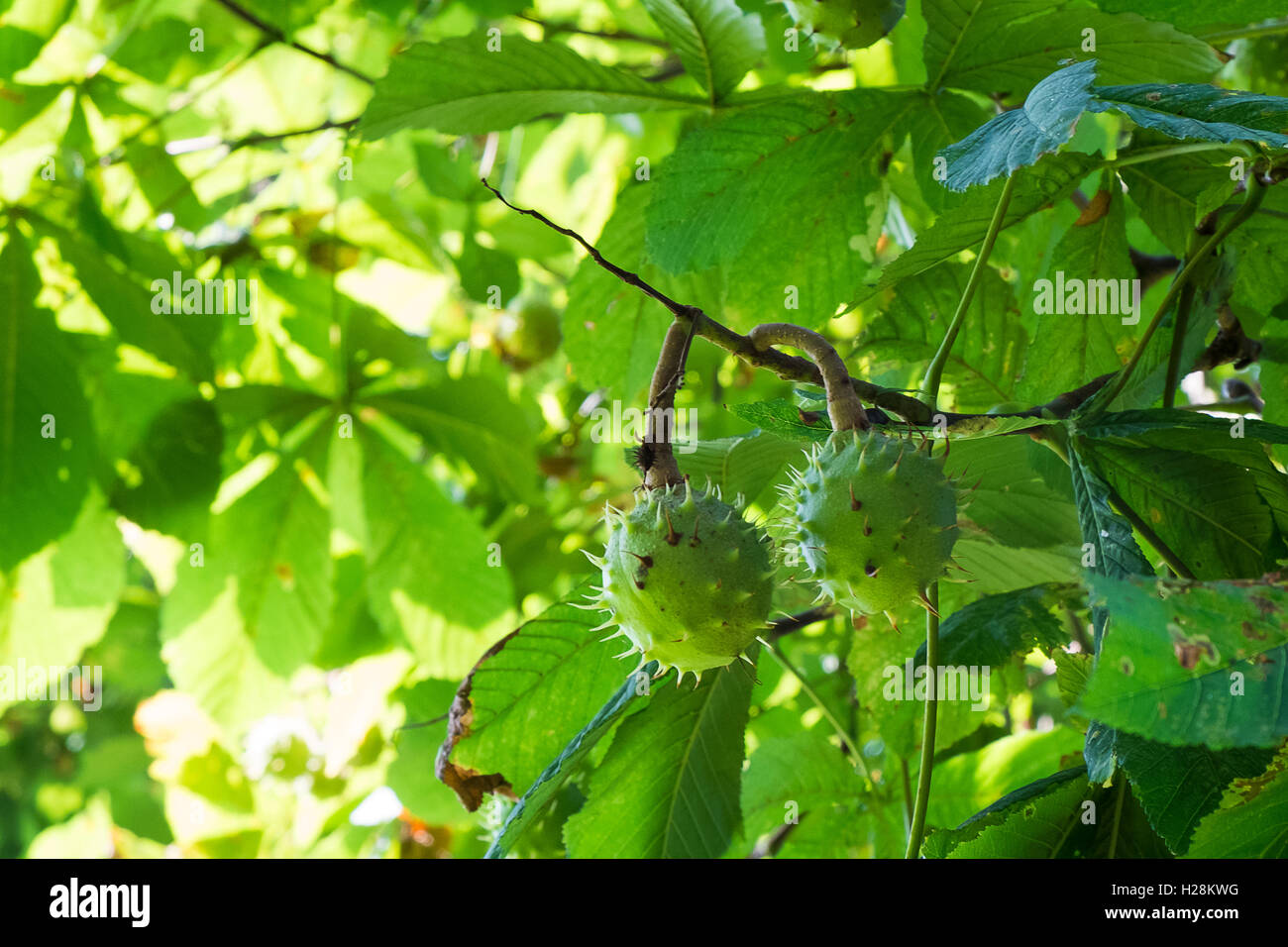 Horse chestnut tree seed hi-res stock photography and images - Alamy