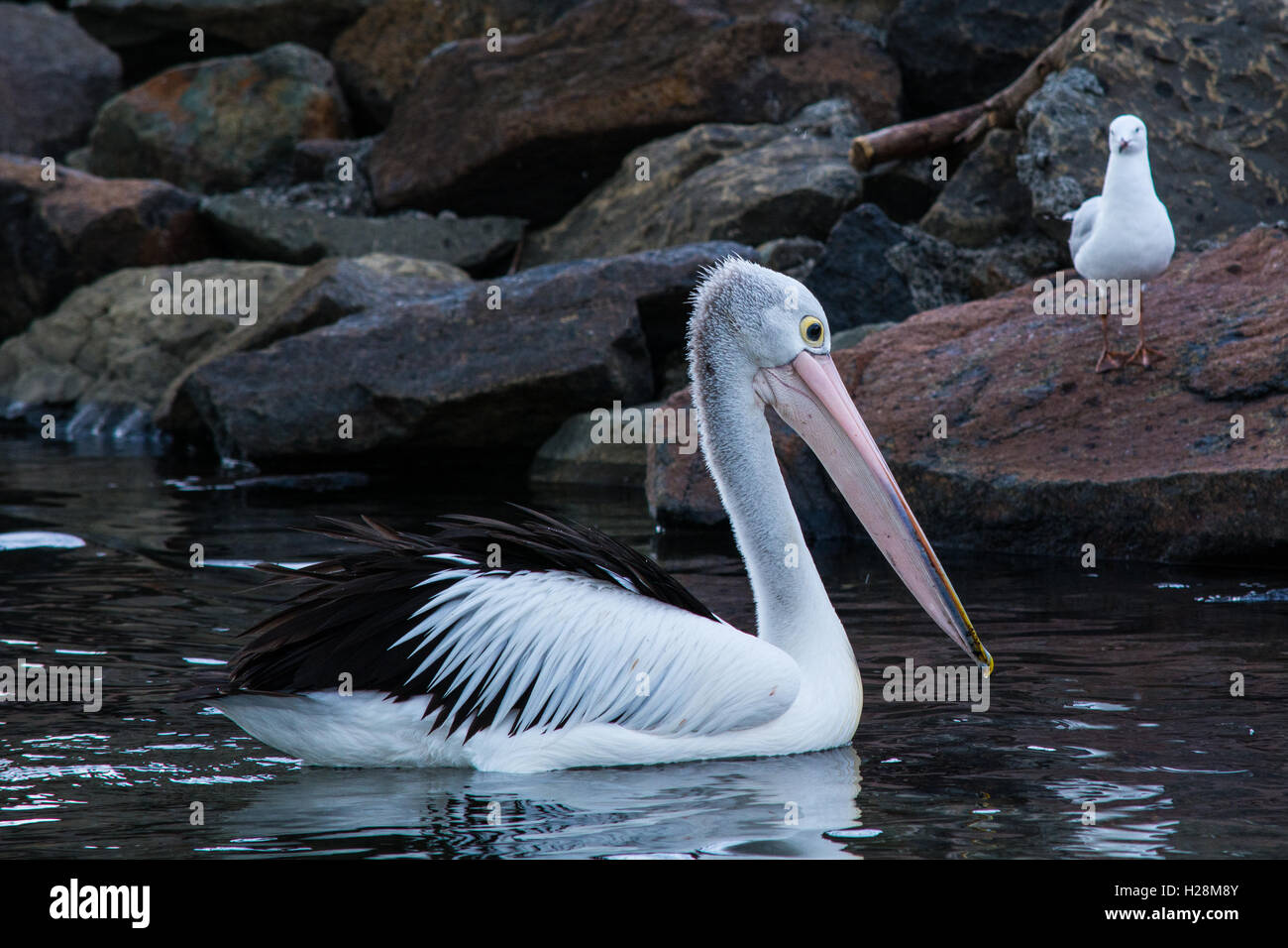 Australian pelican swim hi-res stock photography and images - Alamy