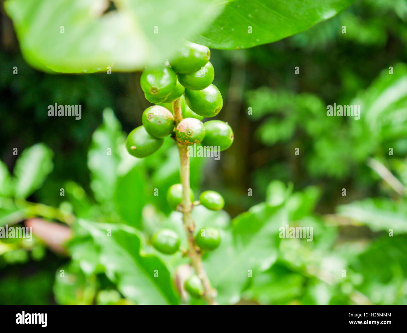 Green plants with little berries Stock Photo - Alamy