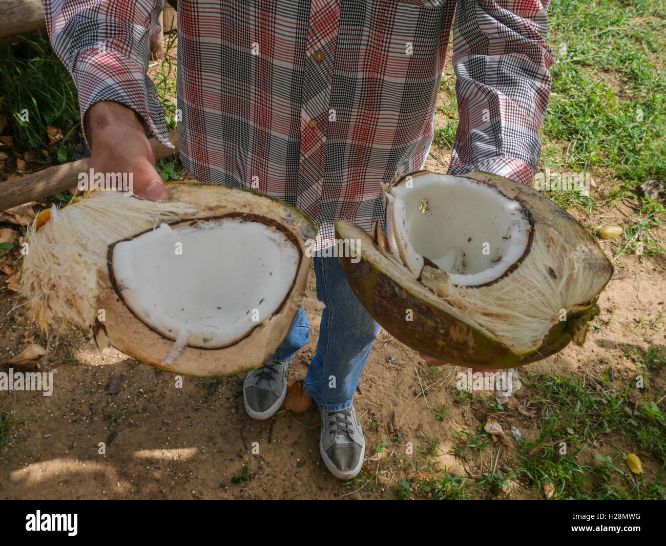 Cocoa nut palm tree hi-res stock photography and images - Alamy