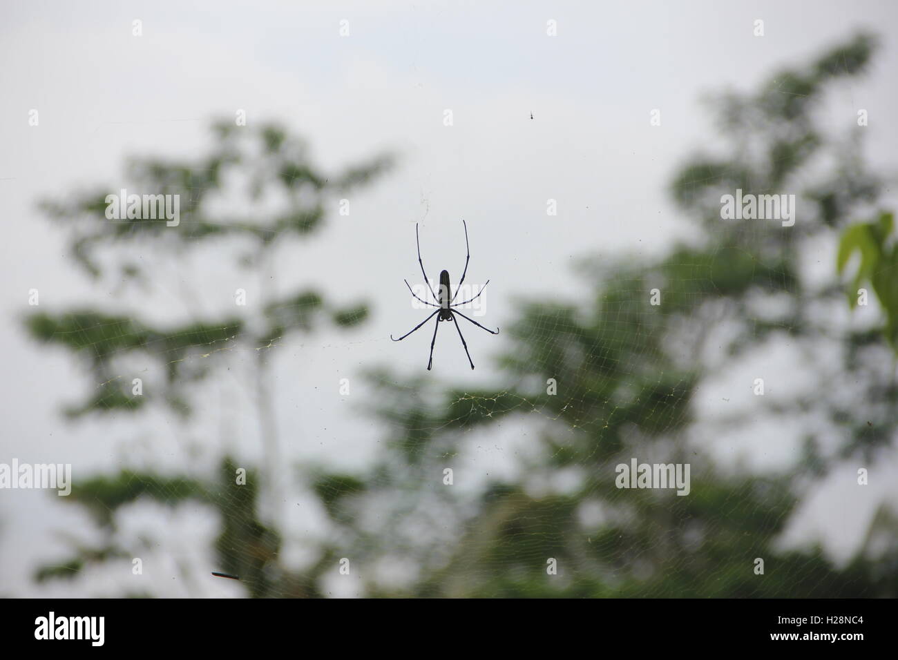 Bali spider hi-res stock photography and images - Alamy