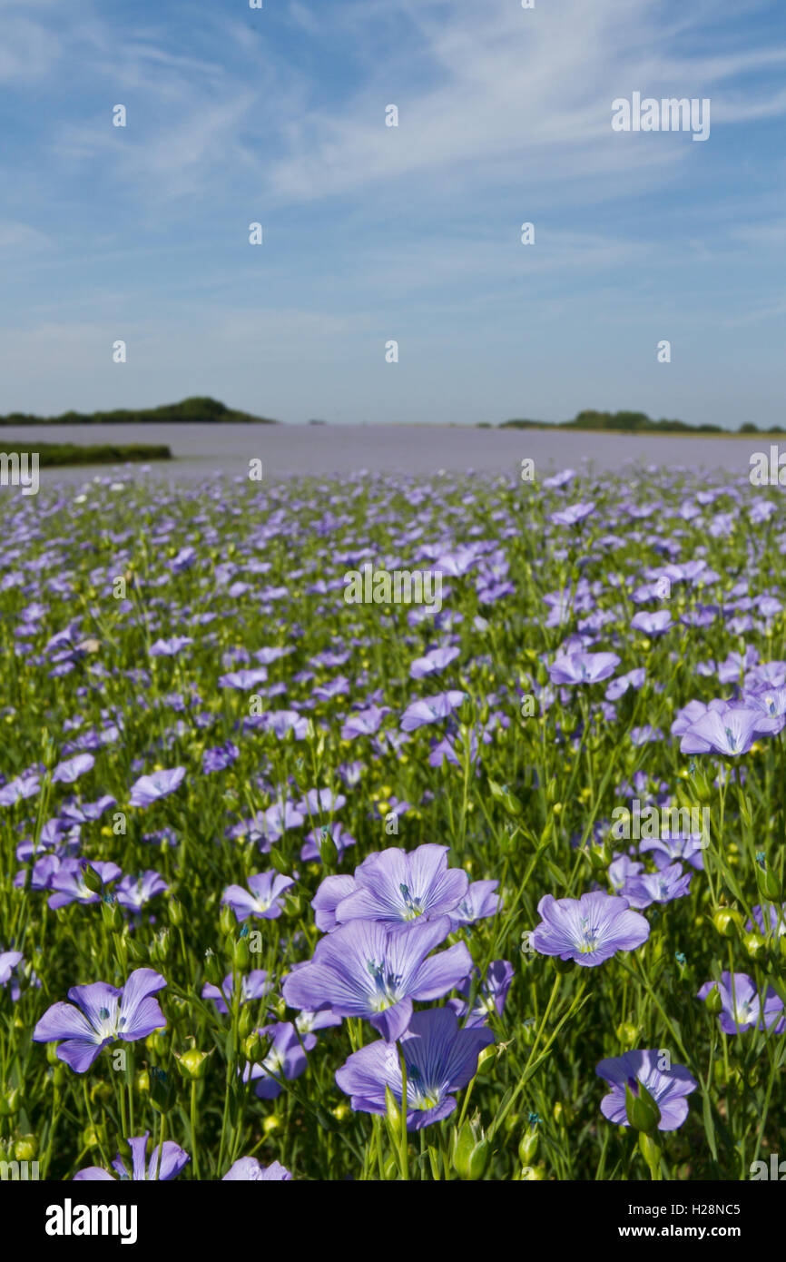 Linseed flower hi-res stock photography and images - Alamy