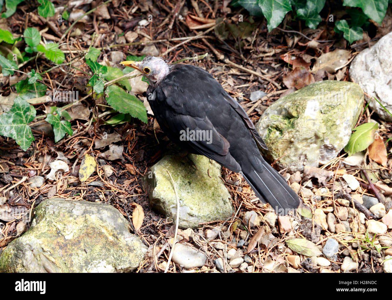 Blackbird, male, with bald head, September plumage feather loss ...