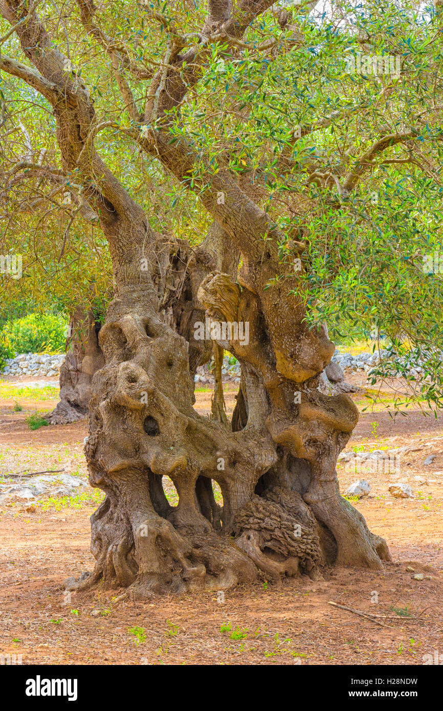 Italian Country: secular olive tree Stock Photo - Alamy