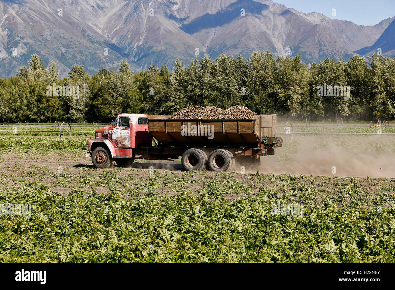 Truck farm vegetable harvest hi-res stock photography and images - Alamy