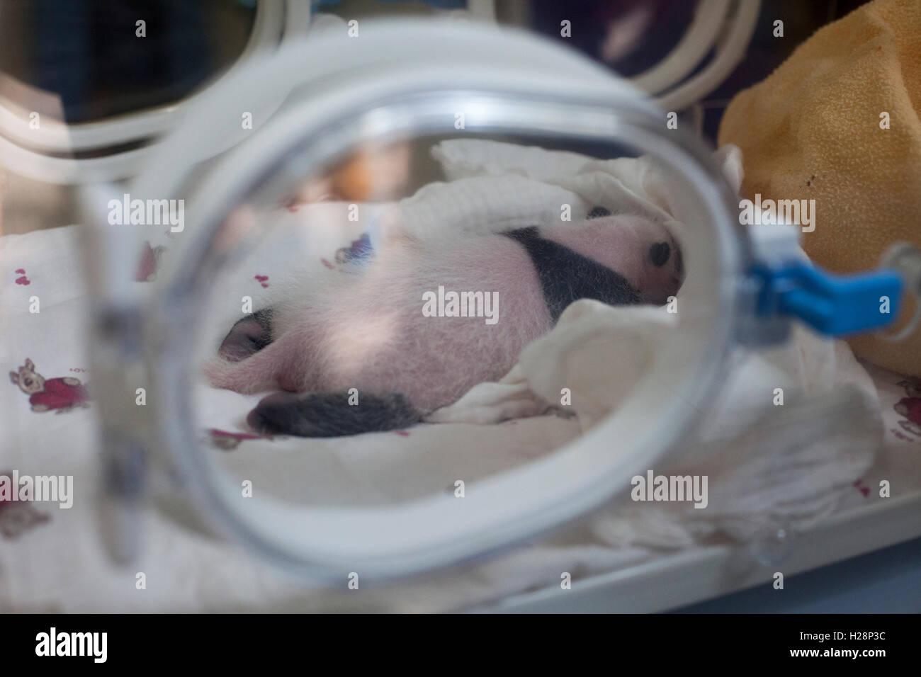 Newborn panda sleeps in an incubator at Bifengxia National Panda ...