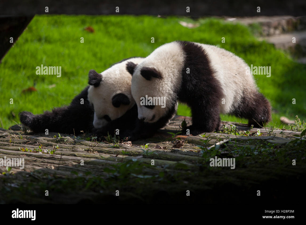 Two giant panda bears are playing in their habitat at Bifengxia ...