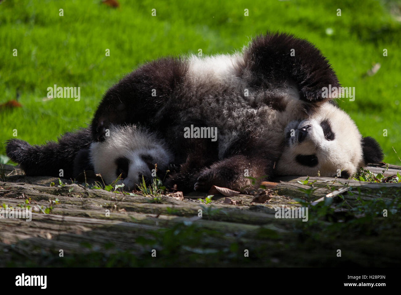 Two giant panda bears are playing in their habitat at Bifengxia ...