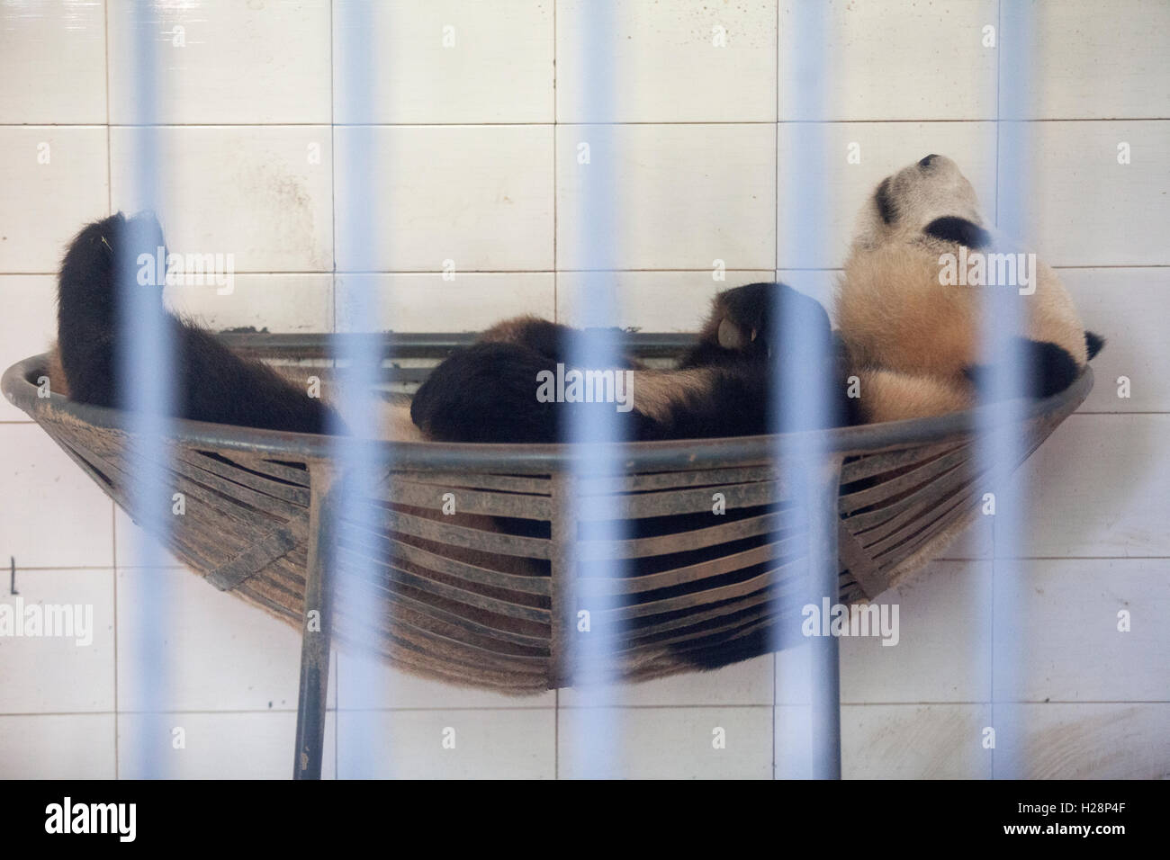 A panda bear is sleeping in his pen at Bifengxia National Panda Reserve ...