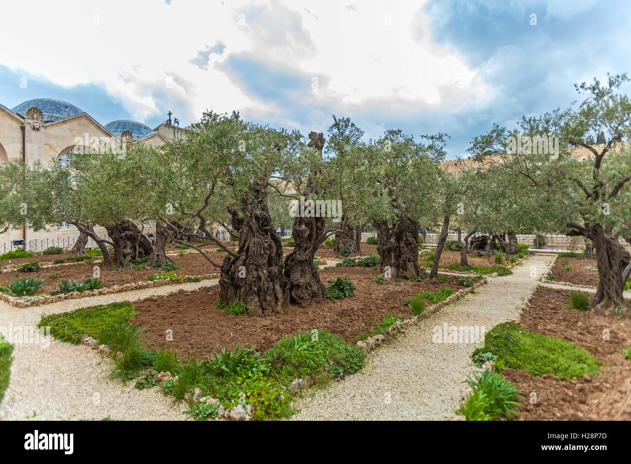 Gethsemane Garden at Mount of Olives, Jerusalem Stock Photo - Alamy