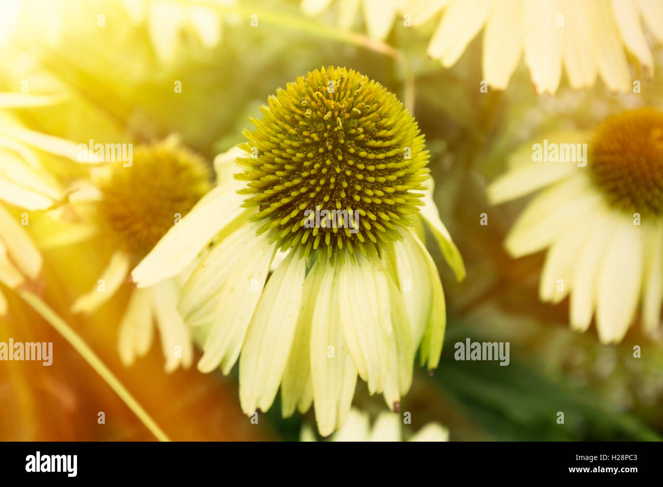 Beautiful sunlit flowers in the garden Stock Photo - Alamy