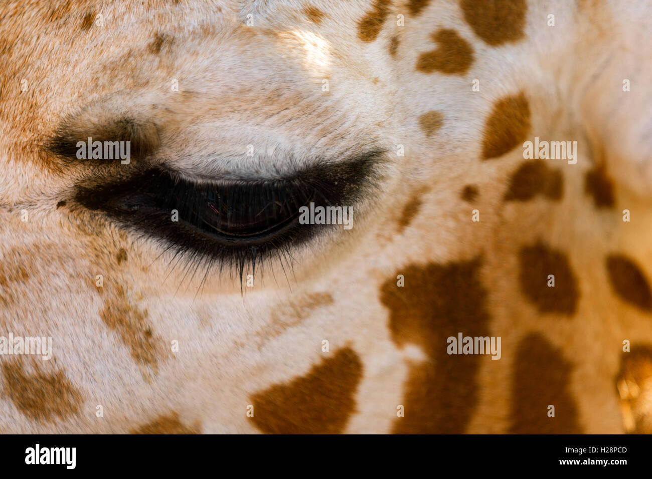 Cute giraffe face Stock Photo - Alamy