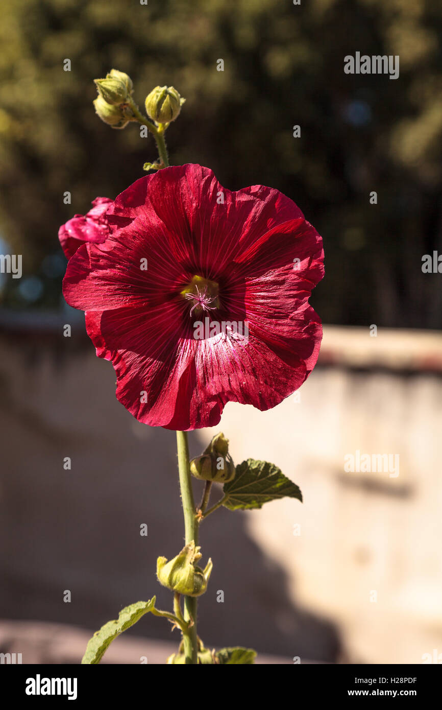 Dark red flower of common hollyhock Alcea rosea blooms in a botanical ...