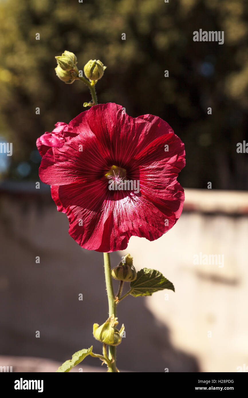 Dark red flower of common hollyhock Alcea rosea blooms in a botanical ...