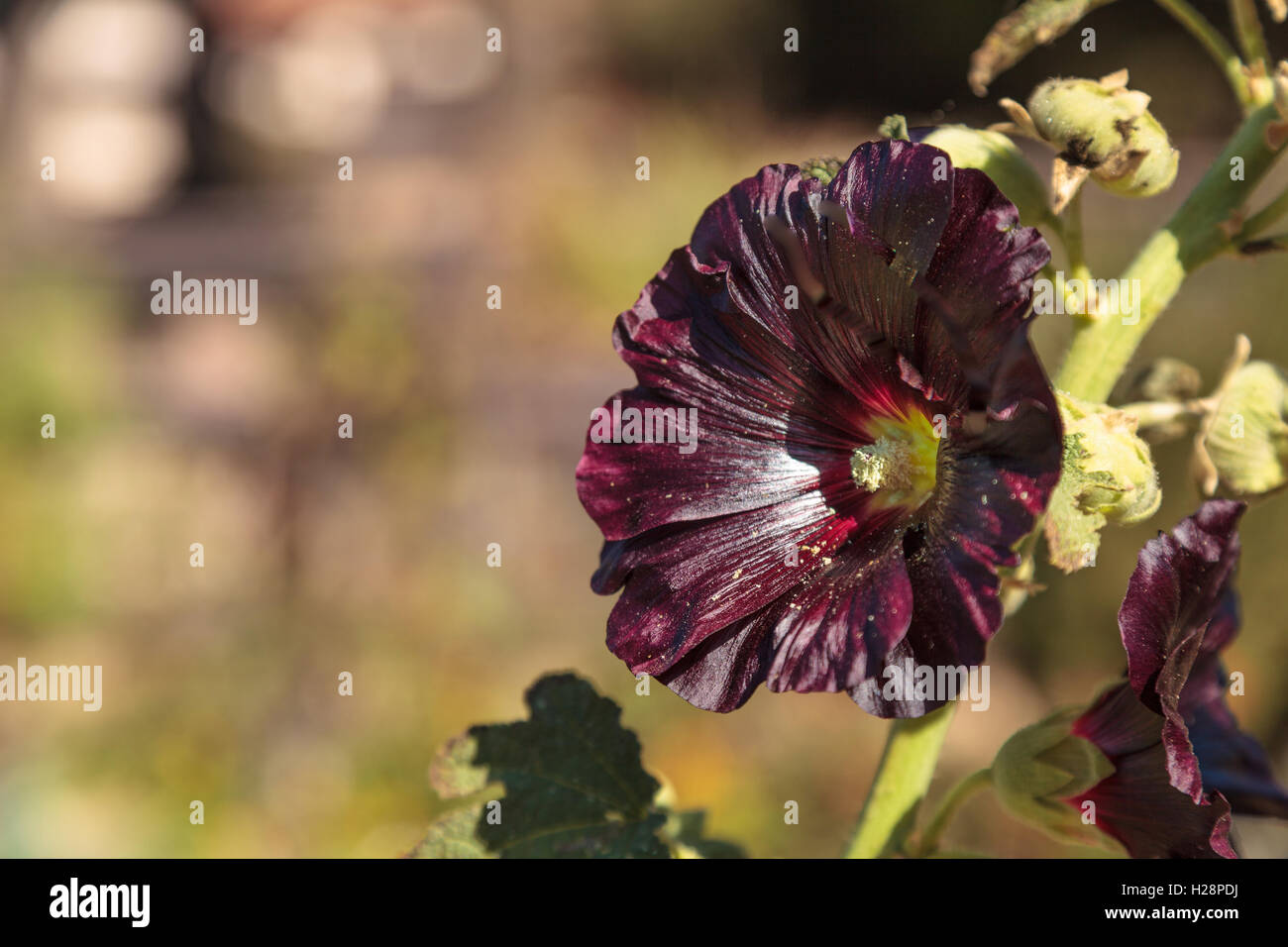 Dark red flower of common hollyhock Alcea rosea blooms in a botanical ...