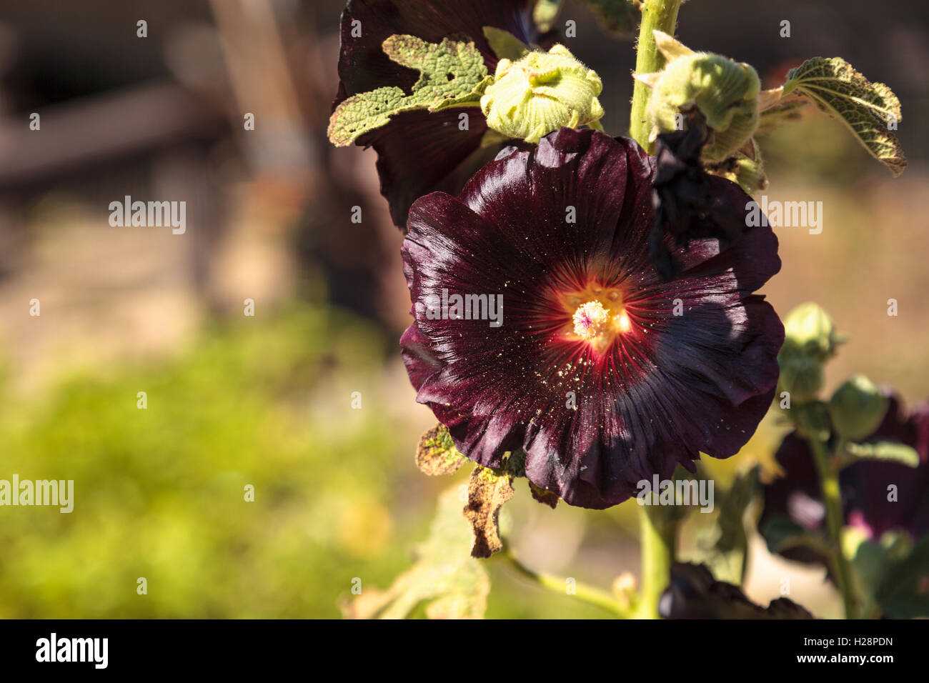 Dark red flower of common hollyhock Alcea rosea blooms in a botanical ...