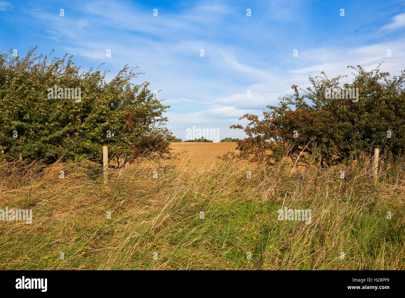 Farmland with hedgerows and bushes hi-res stock photography and images ...