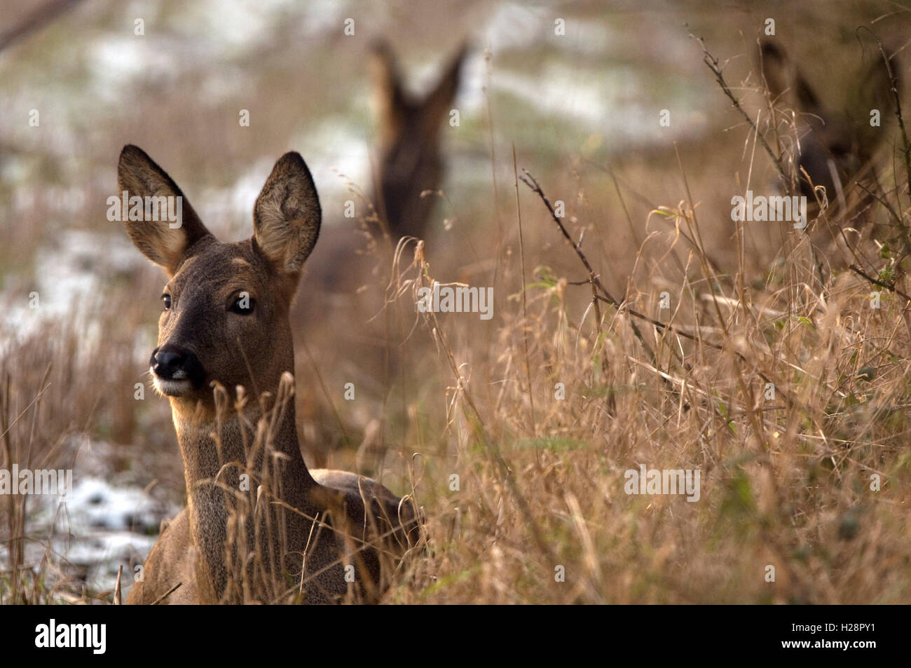 Roe family hi-res stock photography and images - Alamy