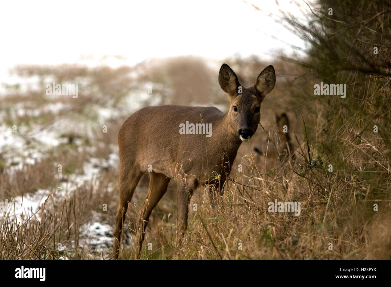 Female Roe Deer Stock Photo - Alamy