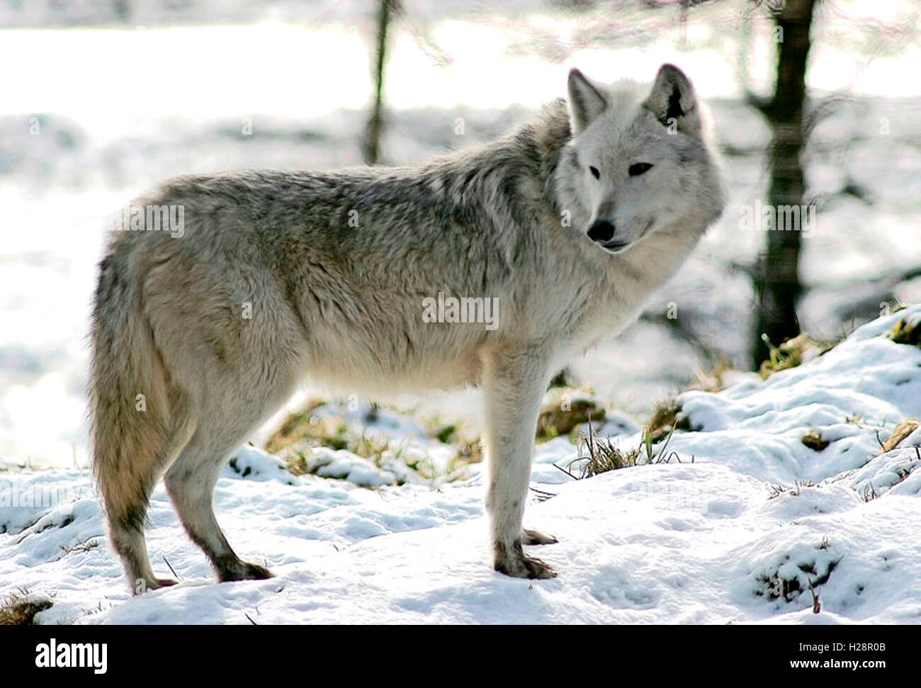 Grey Wolf in Snow Stock Photo - Alamy