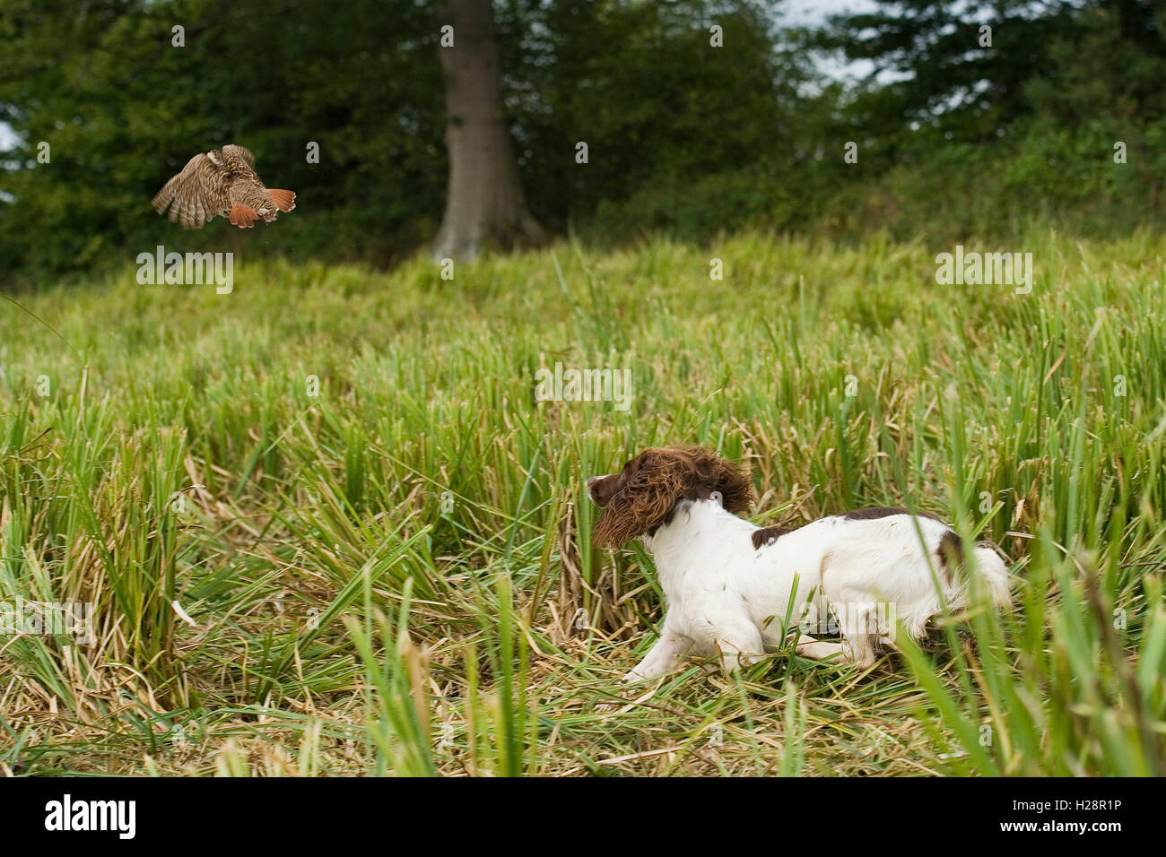 spaniel flushing partridge Stock Photo - Alamy