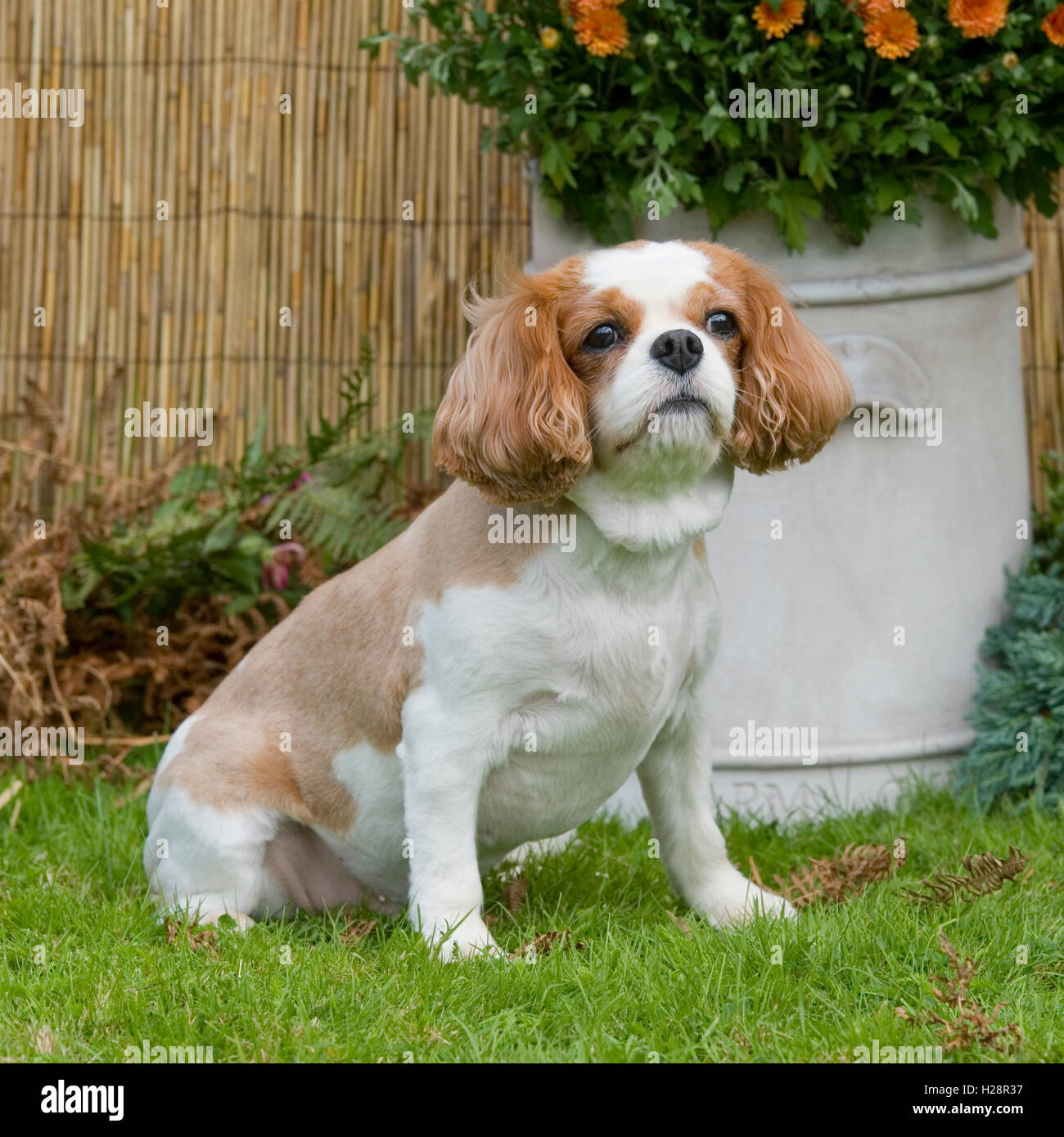Cavalier King Charles Spaniel Blenheim Stock Photos & Cavalier King ...