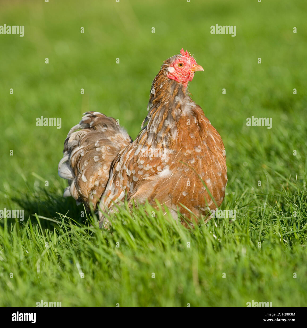 Pekin bantam hi-res stock photography and images - Alamy