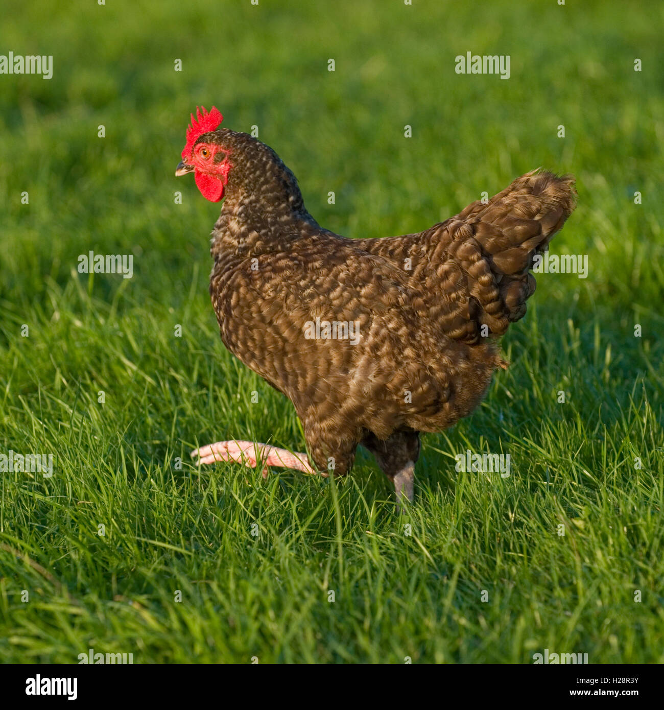 Maran grass hi-res stock photography and images - Alamy