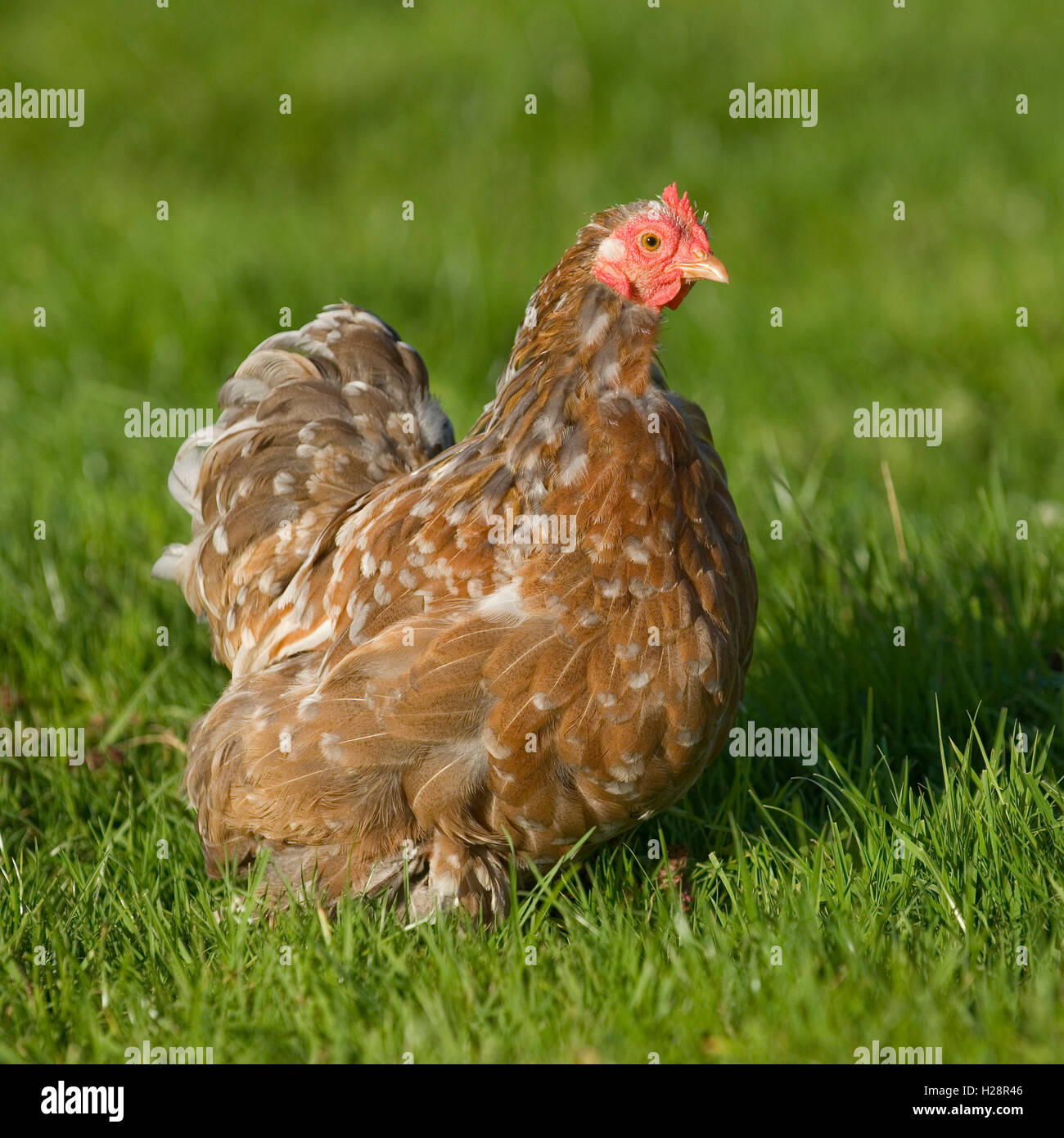 Pekin bantam hi-res stock photography and images - Alamy